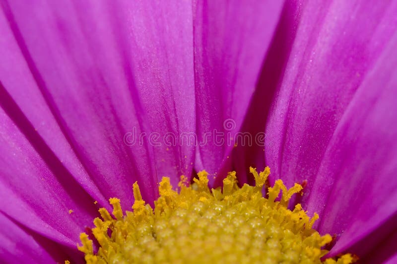 Daisy flower close-up stock image. Image of garden, petals - 1970735