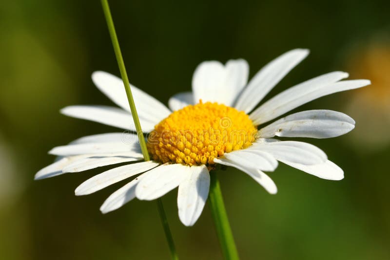Daisy flower close up stock photo. Image of wild, daisy - 122659568
