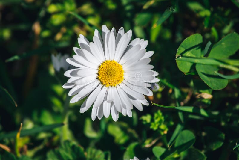 Daisy flower close up shot stock photo. Image of garden - 179340050