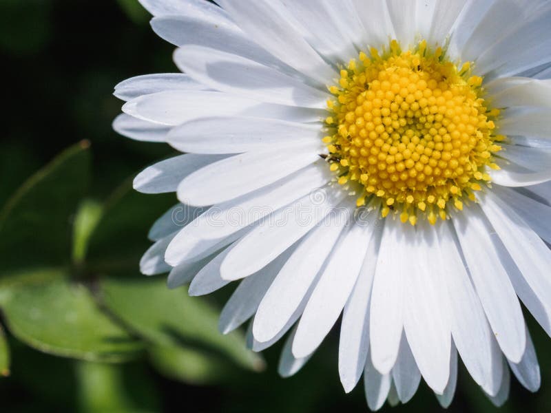 Daisy Flower Close Up. View from Above Stock Image - Image of blossom ...