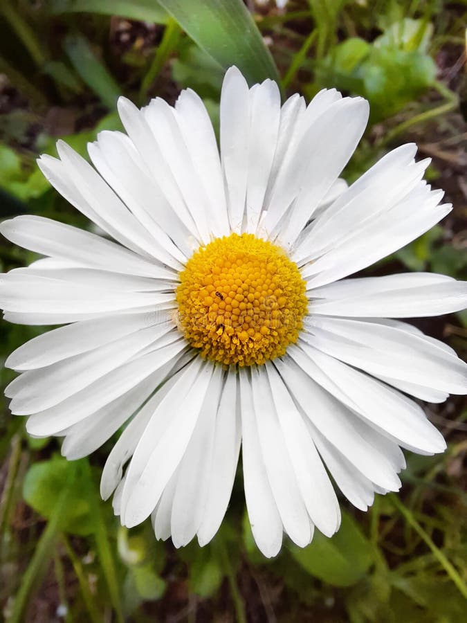 Daisy flower closup stock image. Image of summer, chamomile - 222956419