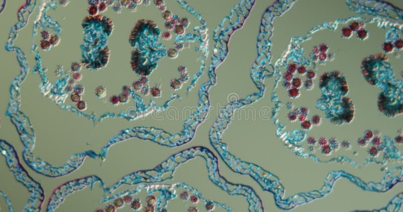 A Daisy Flower in Cross Section Stock Video - Video of daisy, flowers ...