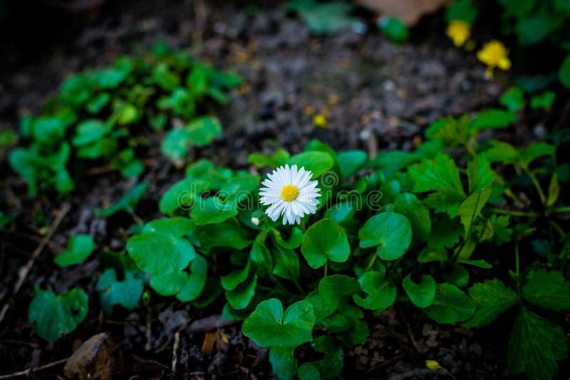 Daisy Flower stock image. Image of daisy, beginning, petals - 69311477
