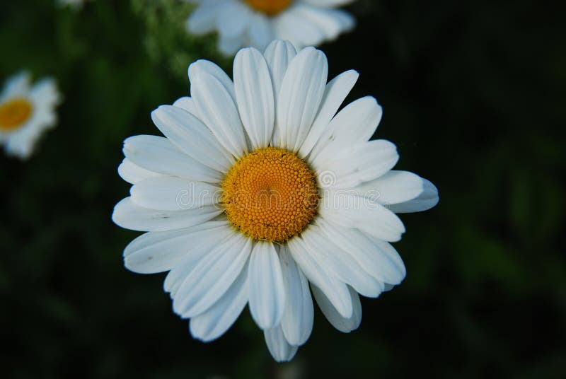 Daisy Flower on a Dark Background. Stock Image - Image of dark, daisy ...