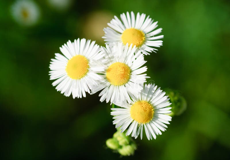 Daisy flower stock photo. Image of beautiful, cure, closeup - 32253414