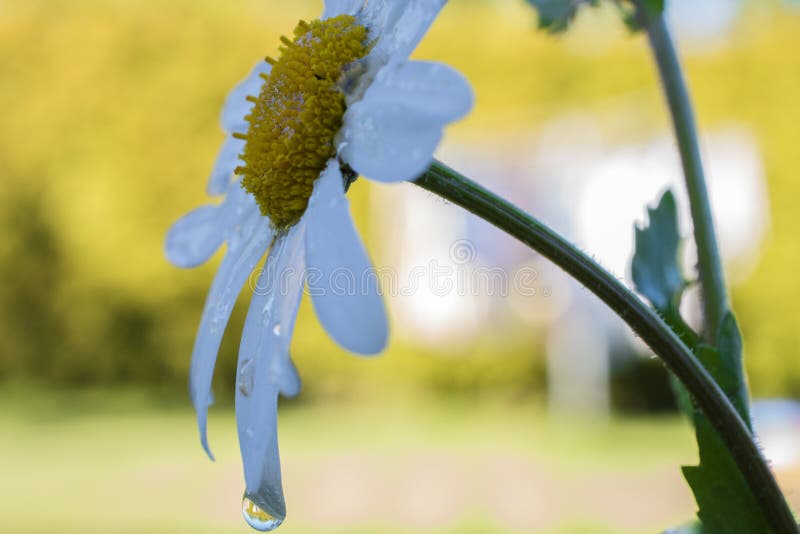 Daisy Flower with drop stock photo. Image of close, garden - 93283180