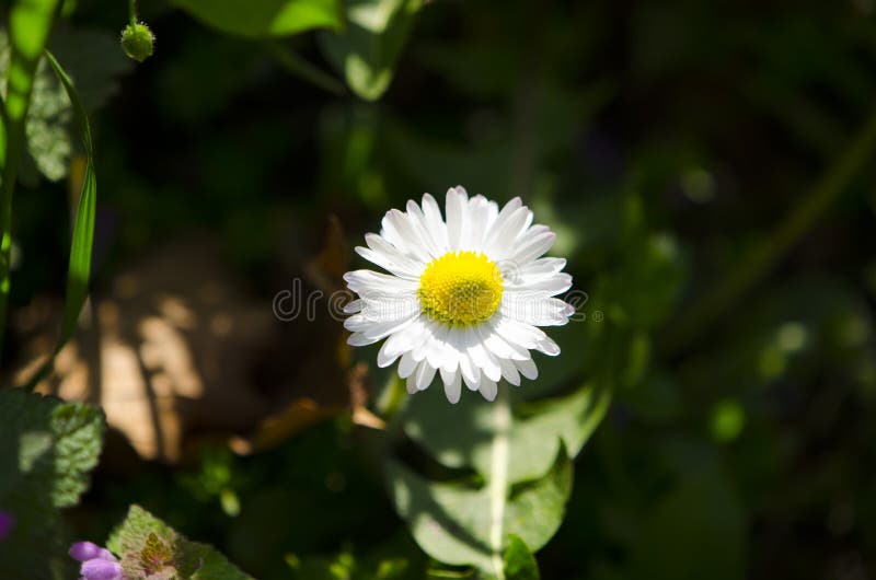 Daisy Flower Enjoys the Sun Stock Photo - Image of plant, pestle: 115760314