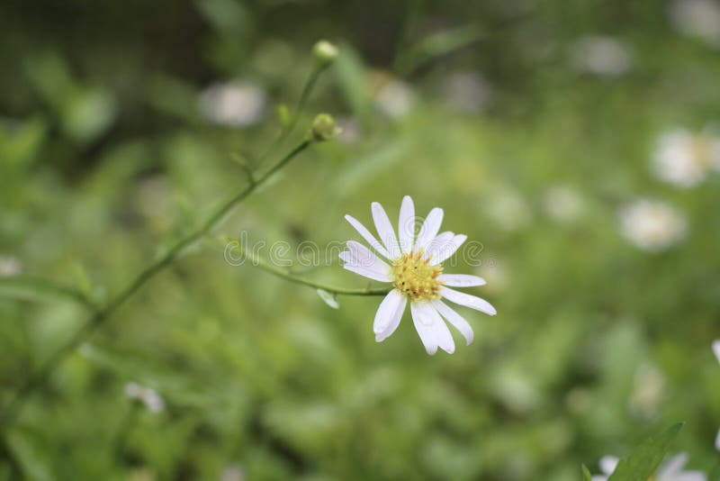 Daisy flower field stock photo. Image of flower, color - 100209380