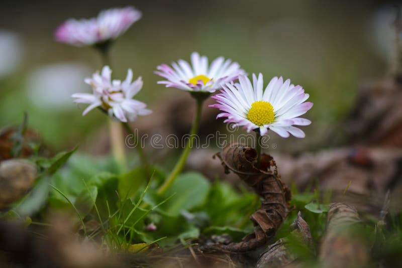 Daisy of Death stock image. Image of life, death, wing - 35154291