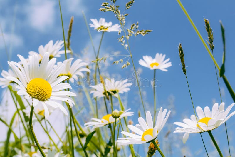 Daisy flower field stock photo. Image of beauty, field - 31867764