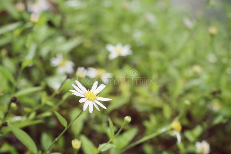 Daisy flower field stock image. Image of nature, decoration - 100209049
