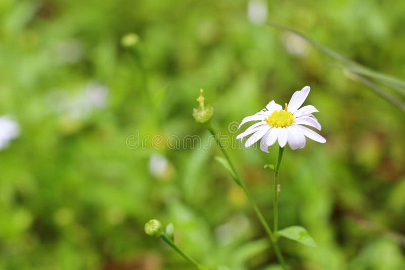 Daisy flower field stock image. Image of macro, blue - 100209343