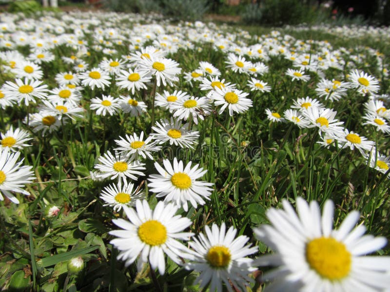 Spring flower in the field stock photo. Image of daisy - 123966814