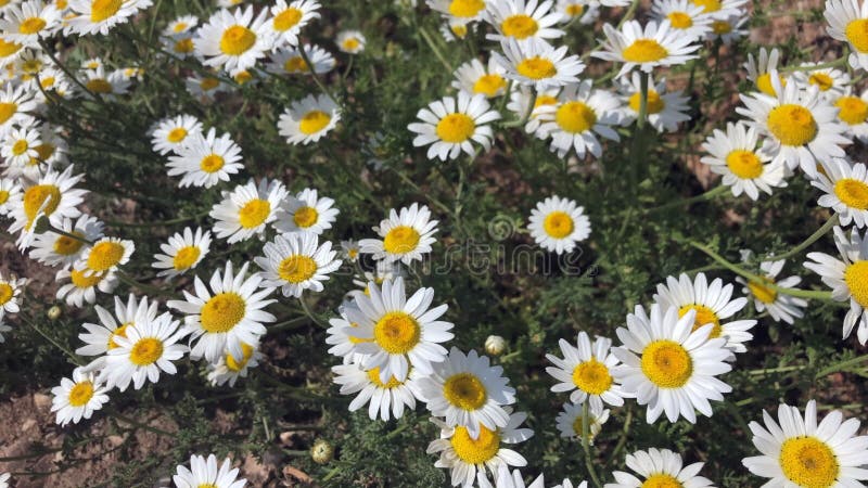 Daisy Flower Field in a Windy Day Stock Footage - Video of daisy ...