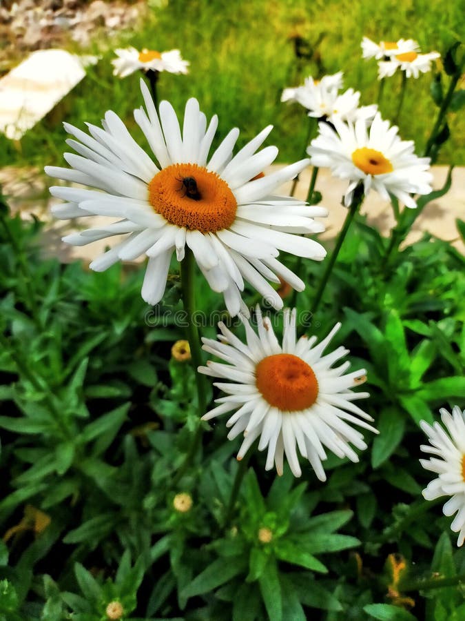 Daisy Flower with a Fly in the Garden Around Dieng, Indonesia Stock ...