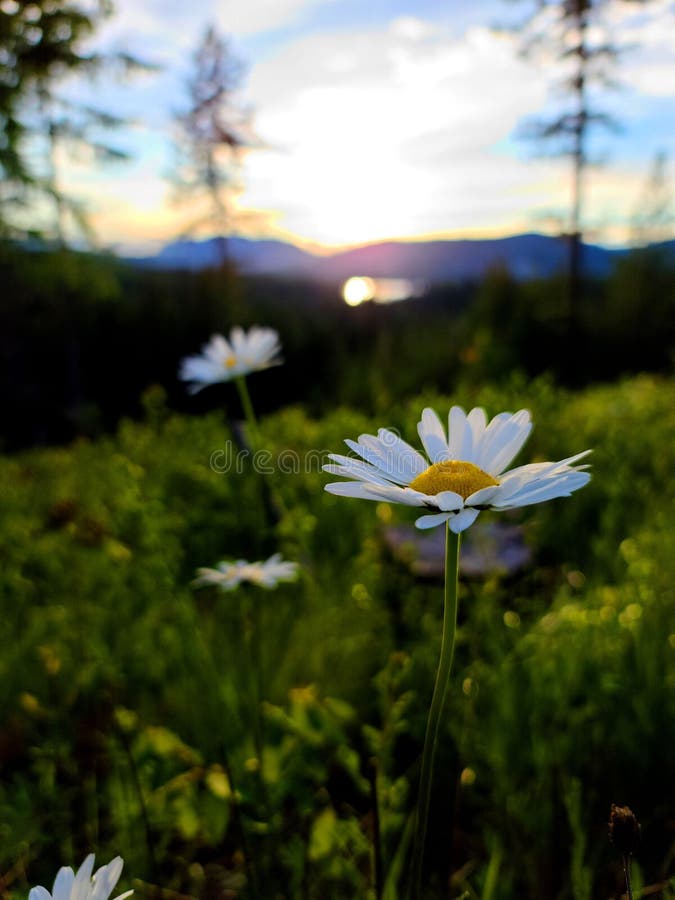 Daisy Flower in the Forest with Blue Sky in the Background Stock Image ...