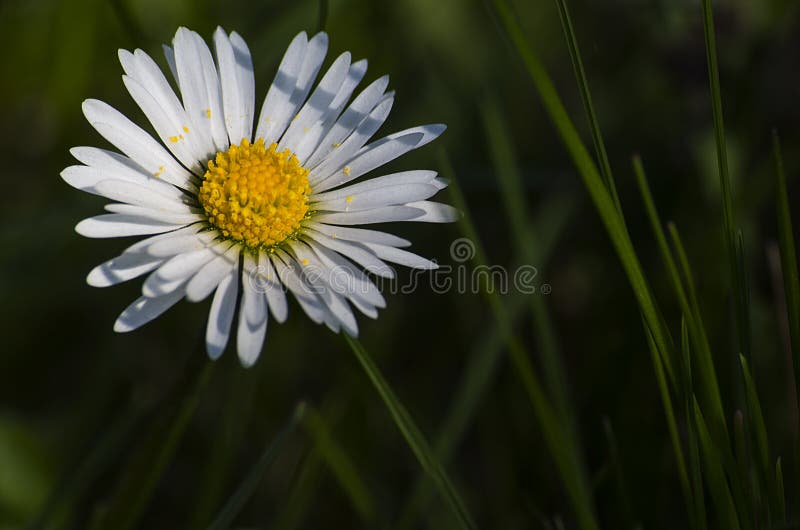 Daisy flower stock image. Image of beauty, blossom, garden - 30622967
