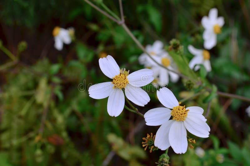 A Daisy Flower Full Boom, Full Frame Stock Photo - Image of beautiful ...