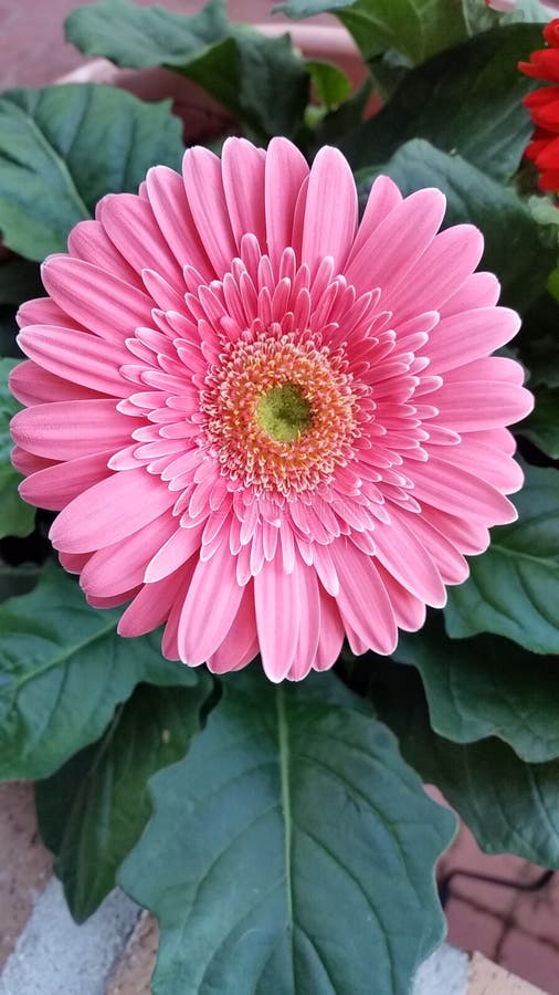 Daisy flower stock photo. Image of dasiy, flower, garden - 48832652