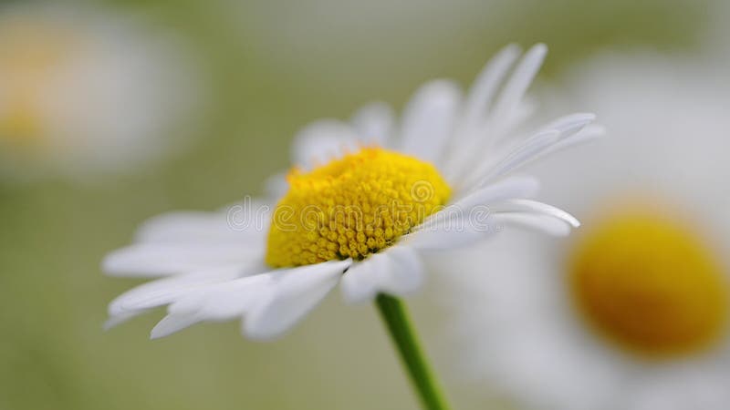 A Daisy Flower Gently Sways in the Spring Breeze, Filmed in Slow Motion ...