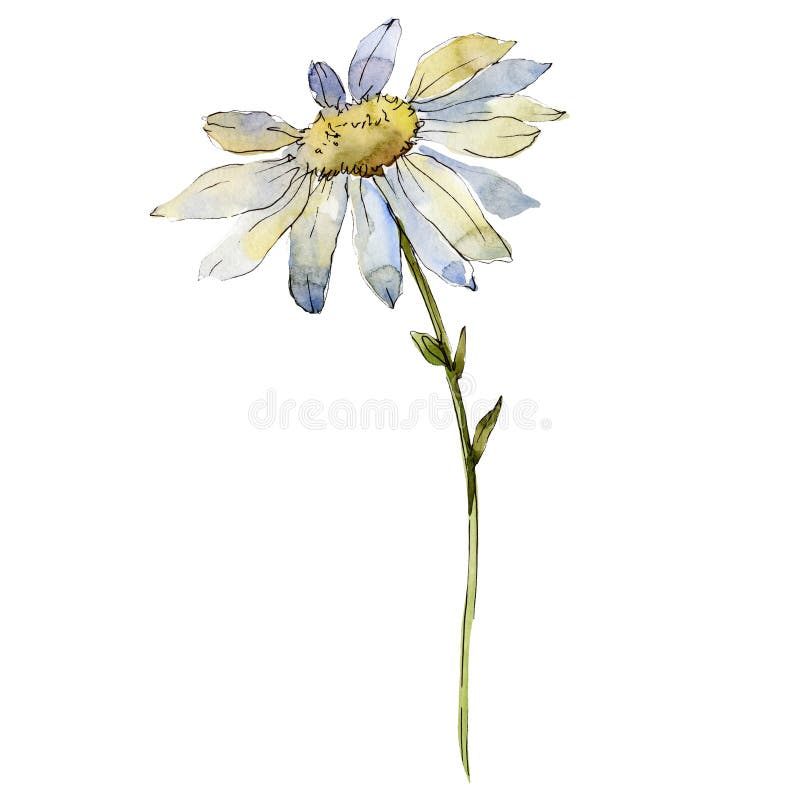 Daisy Flower with Green Leaves. Isolated Daisy Illustration Element ... Daisy Flower with Green Leaves. Isolated Daisy Illustration Element ...