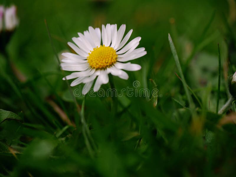 Daisy Flower Growing Wild in Field Medium Shot Stock Photo - Image of ...