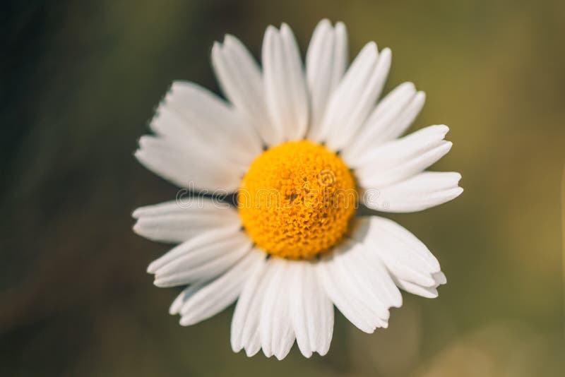 Daisy Flower Macro Background Stock Photo - Image of colorful ...