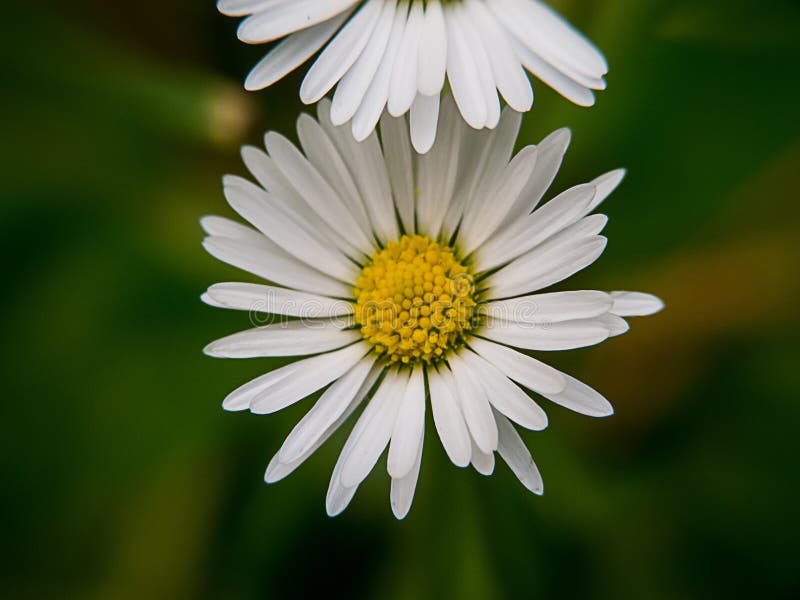 Daisy Flower Macro stock image. Image of botany, garden - 100758753