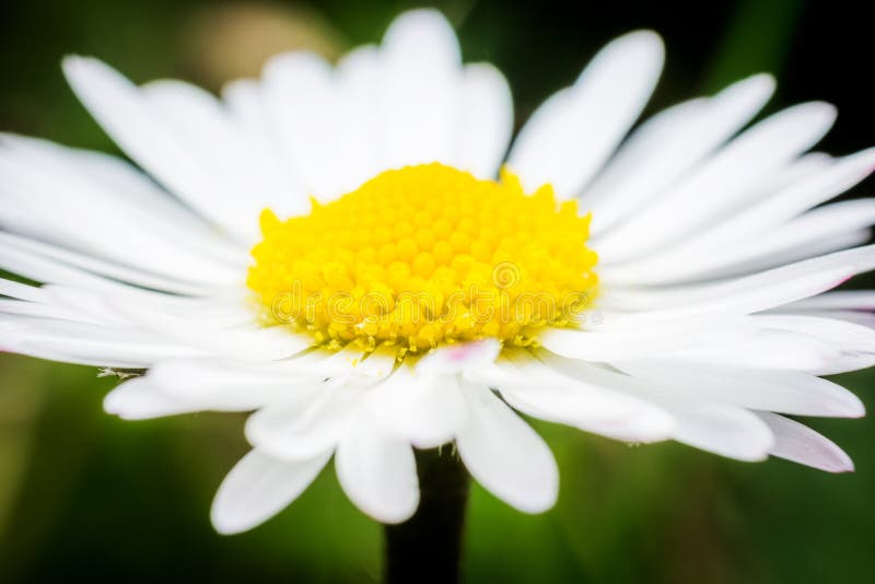 Daisy Flower Macro Photography Stock Photo - Image of bloom, close ...