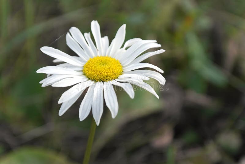 Daisy flower macro view stock photo. Image of closeup - 92807860