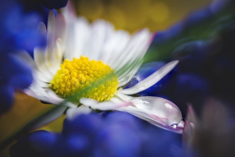 Daisy flower macro stock photo. Image of cloud, garden - 94993558