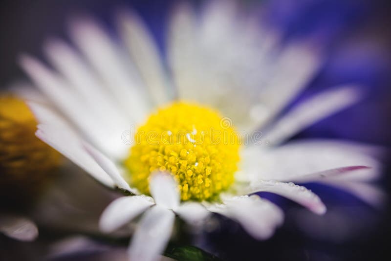 Daisy flower macro stock image. Image of flower, concept - 96683025