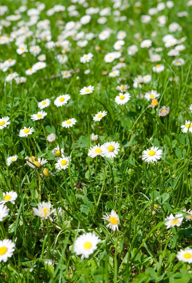 Daisy flower stock photo. Image of land, plain, fresh - 40322198