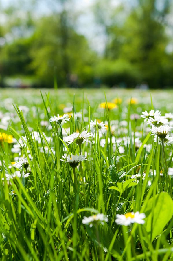 Daisy flower stock photo. Image of land, plain, fresh - 40322198
