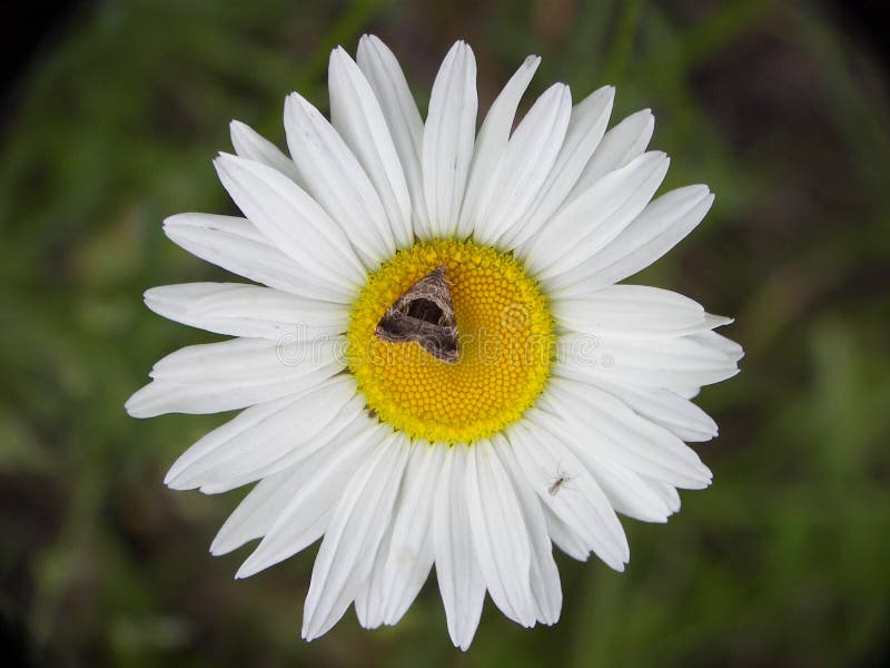 Daisy flower with moth stock image. Image of flower - 147924853