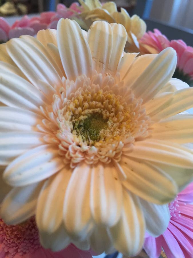 Daisy flower stock image. Image of flower, daisy, color - 70731037