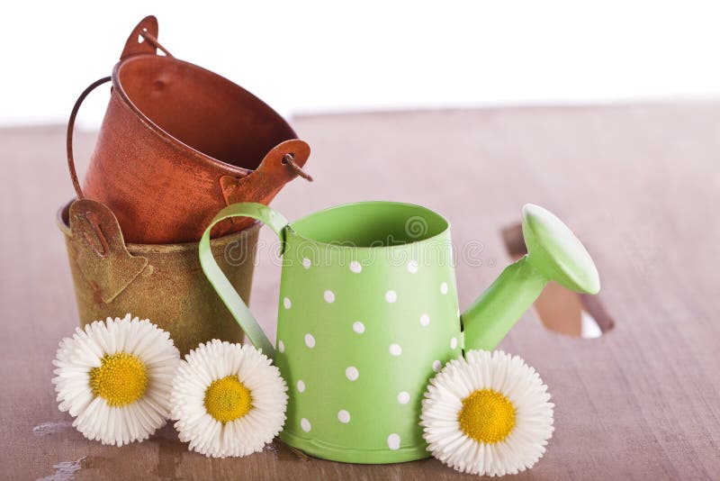 Daisy Flower with Old Tin Bucket Stock Image - Image of chamomile ...