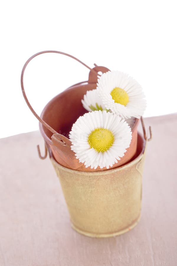 Daisy Flower with Old Tin Bucket Stock Image - Image of summer, metal ...