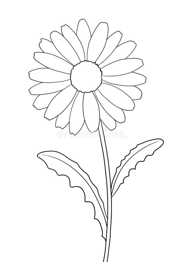 Daisy Flower Outline Vector Illustration, Coloring Page Stock Vector ...