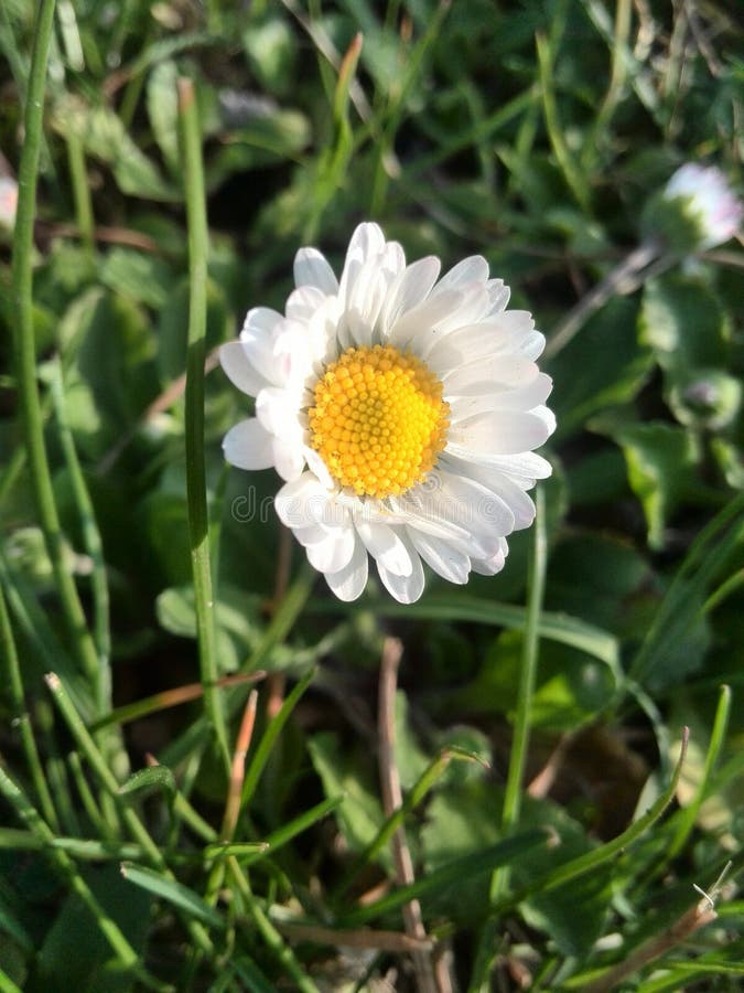 Daisy Flower imagem de stock. Imagem de margarida, parque - 144224219
