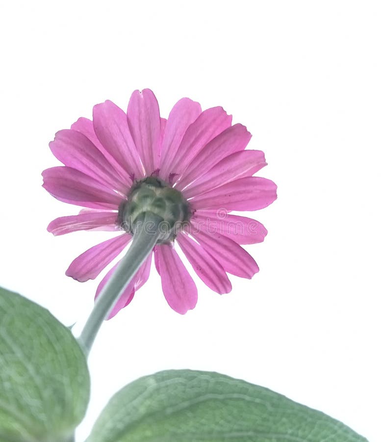 Daisy Flower Pink Color Garden Stock Photo - Image of flower, garden ...