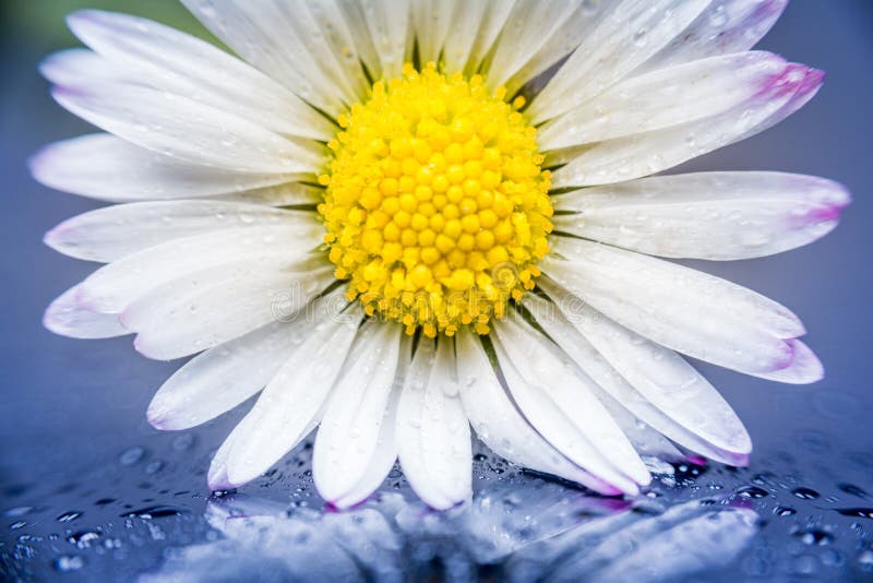 Daisy flower reflection stock photo. Image of flora - 165948422