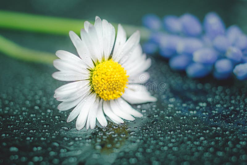 Daisy flower reflection stock image. Image of botanical - 92009251