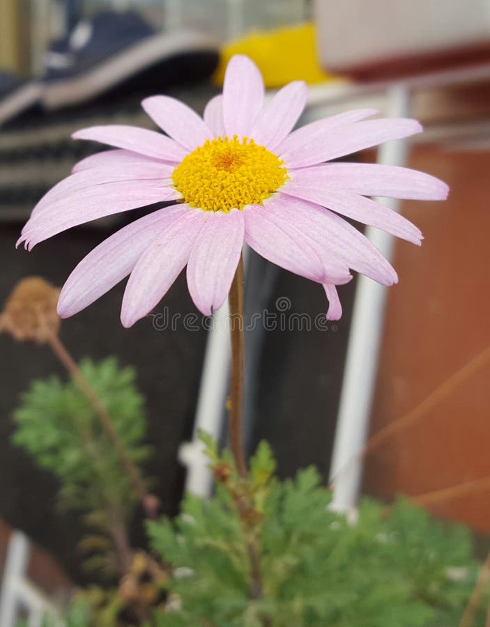 Daisy flower rose stock photo. Image of flower, rose - 69759758