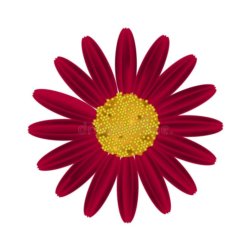 Daisy Flower Rouge Sur Un Fond Blanc Illustration de Vecteur ...