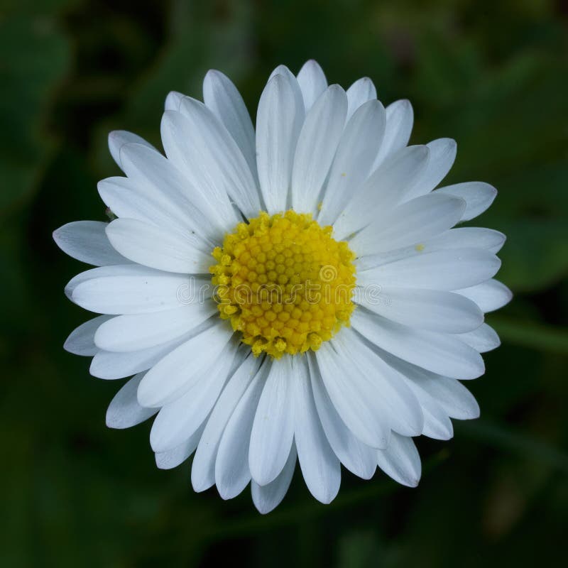 Daisy Flower Seen from Above with Grass Below Seen by Macro-photography ...