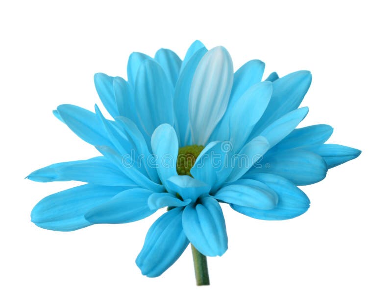 Daisy flower stock image. Image of blue, abstract, botanical - 170543401