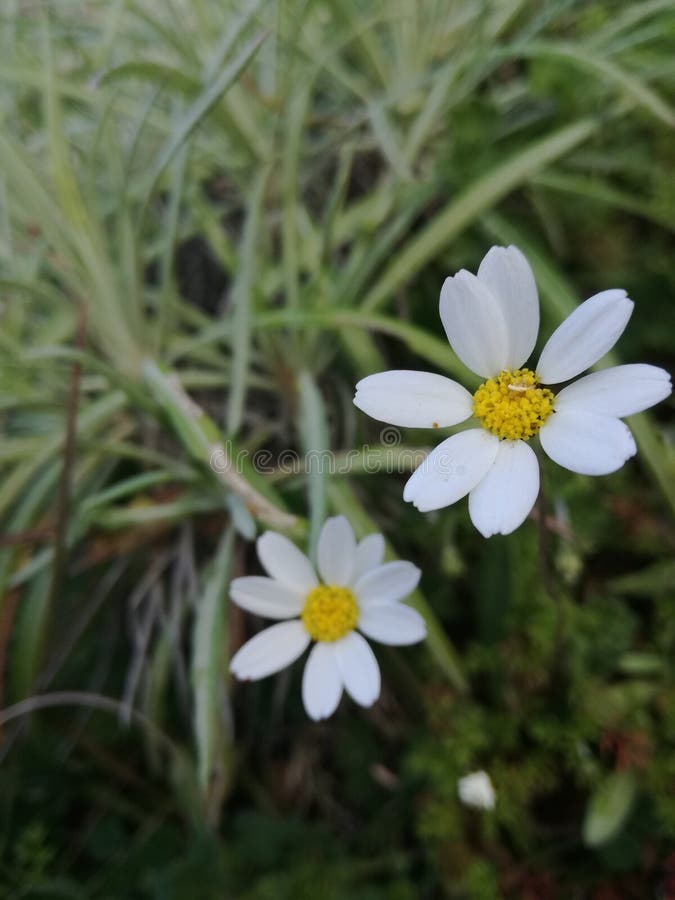 Daisy flower smell spring stock photo. Image of daisy - 140617660