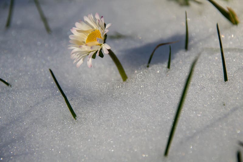 Daisy flower in the snow stock image. Image of cartoon - 249115475