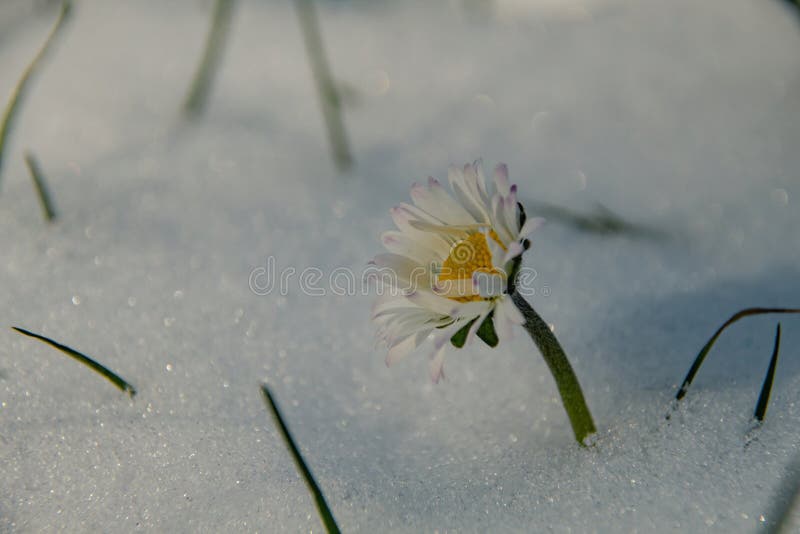 Daisy flower in the snow stock image. Image of beautiful - 249115493